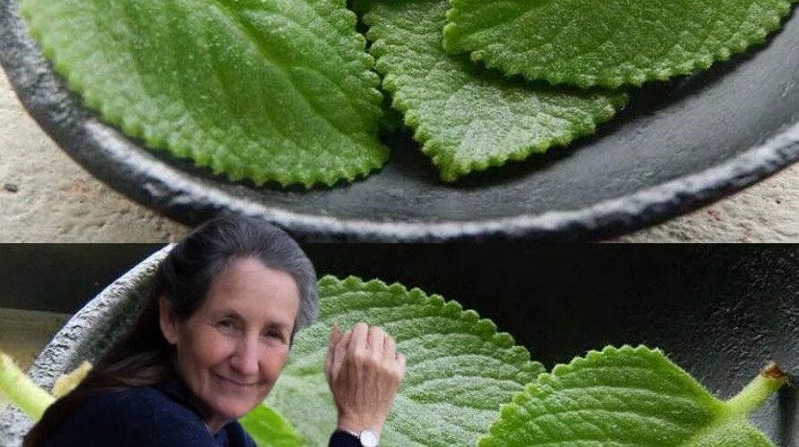 18 Reasons Why Oregano (Orégano Orejón) Should Be a Staple in Your Home ...