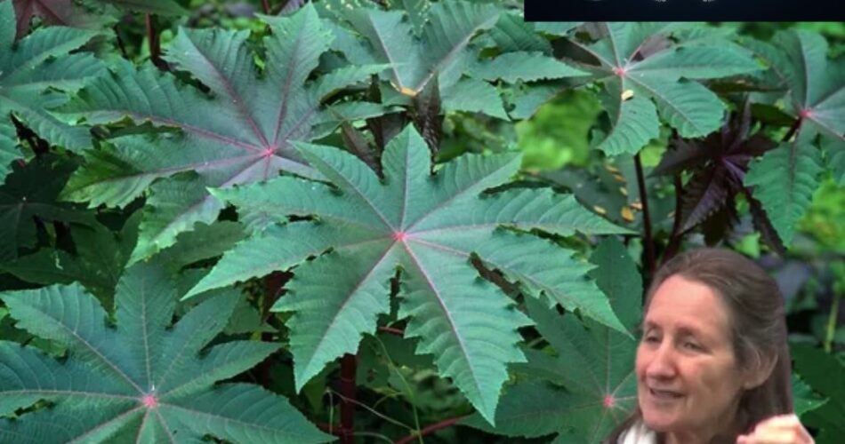 15 Incredible Benefits of Castor Leaves for Men and Women Over 30 - Dr ...