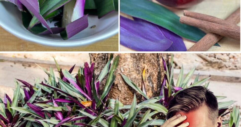 The Incredible Health Benefits of the Purple Maguey Plant — And How to ...