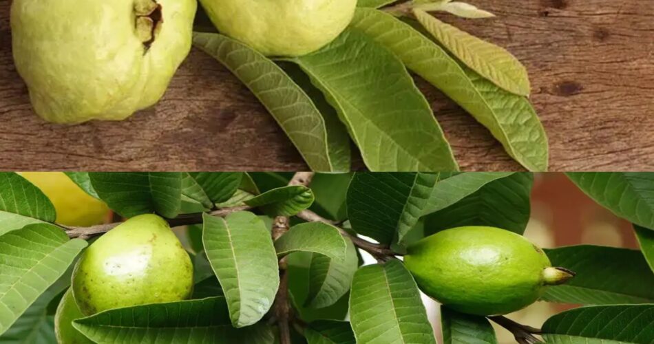 Guava Is an Incredible Fruit – But I Bet You Didn’t Know You Can Use ...