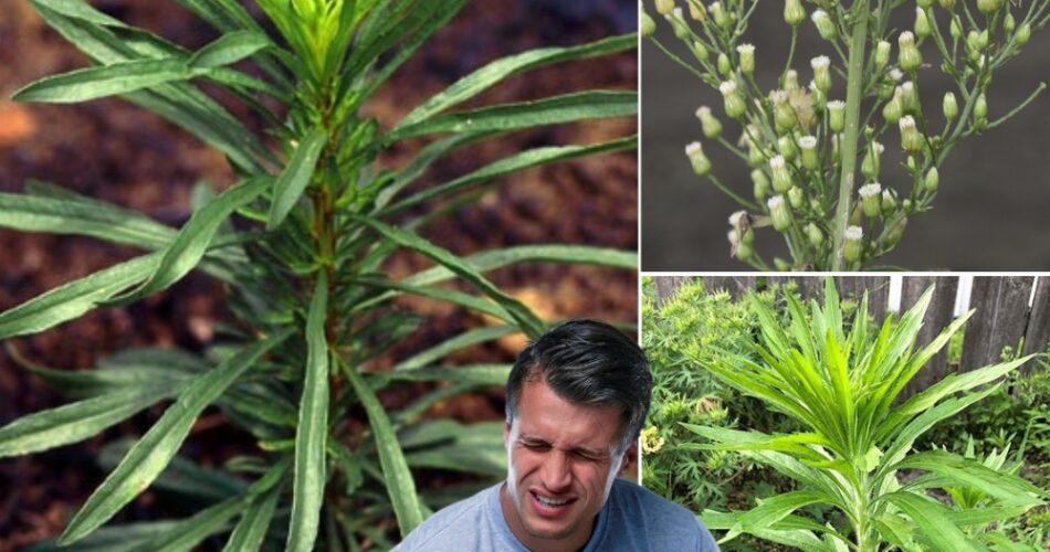 20 Natural Benefits of Horseweed (Erigeron canadensis) — And How to Use ...