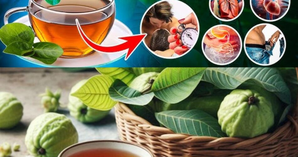12 Gentle, Research-Backed Benefits of Guava Leaves — and How to Use ...