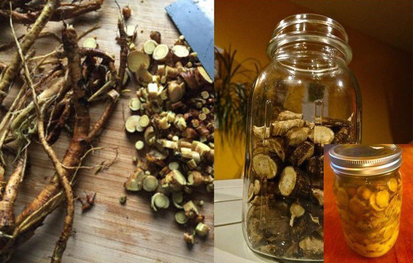 Burdock Root: A Comprehensive Guide to its Benefits and Side Effects ...