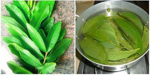 Boil Guava Leaves for These Incredible Health Benefits - Dr. Barbara Health