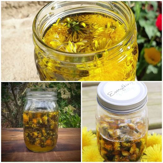 Unlocking the Secrets of Dandelion Oil: A Medicinal Marvel for All - Dr ...