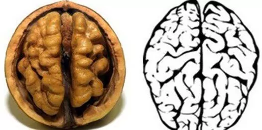 Nature’s Wonders: How Walnuts and Beans Mirror Our Health - Dr ...