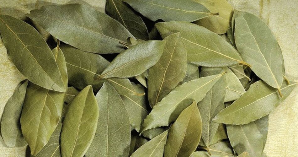 17 Best Benefits of Bay Leaf for Skin, Hair, and Health - Dr. Barbara ...