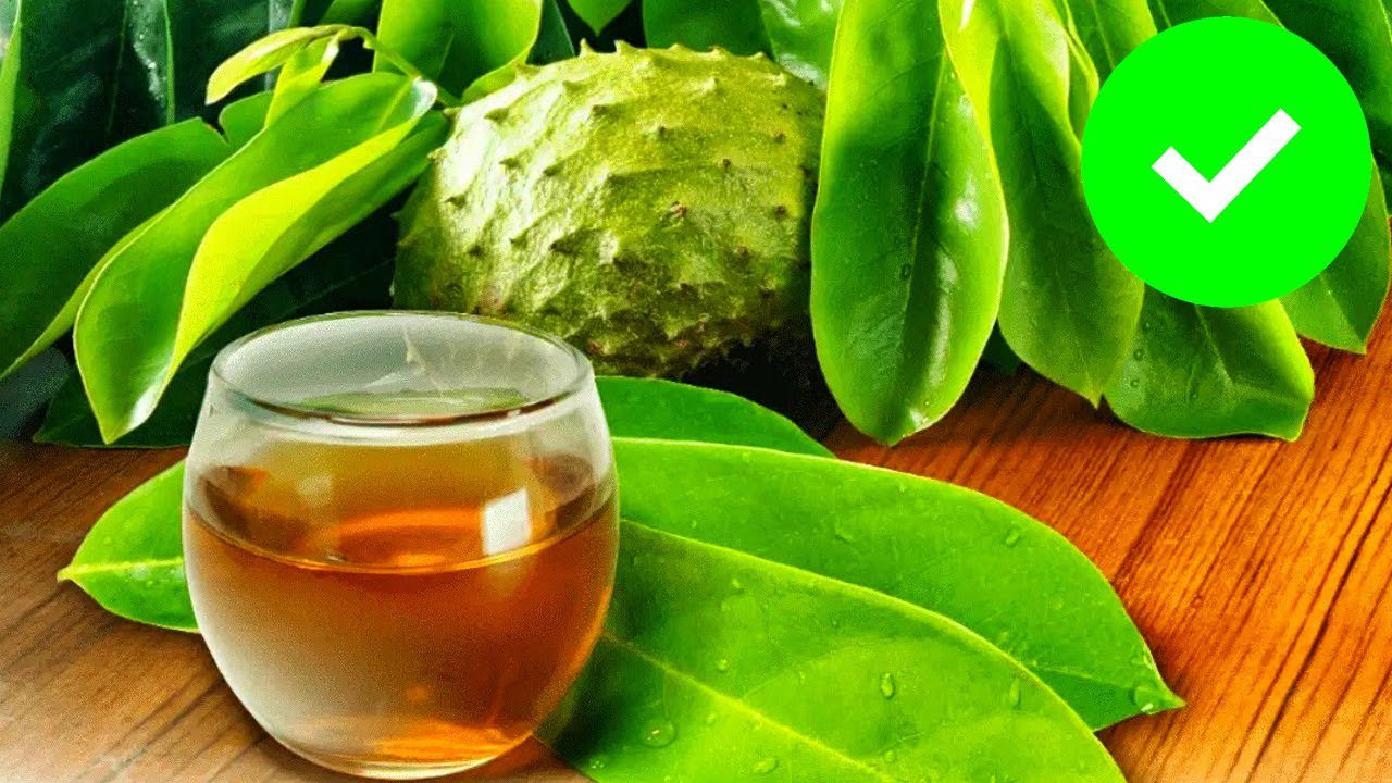 Drink Soursop Tea Every Day and This Will Happen 🌿 Incredible Benefits ...