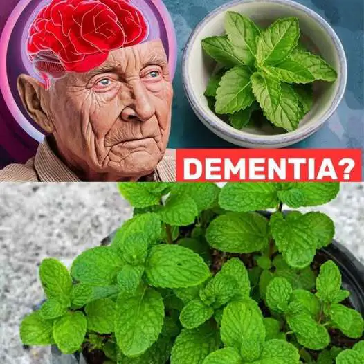 1 Spoon of This Miracle Plant to Prevent Dementia Mint’s Amazing ... 1 Spoon of This Miracle Plant to Prevent Dementia Mint’s Amazing ...