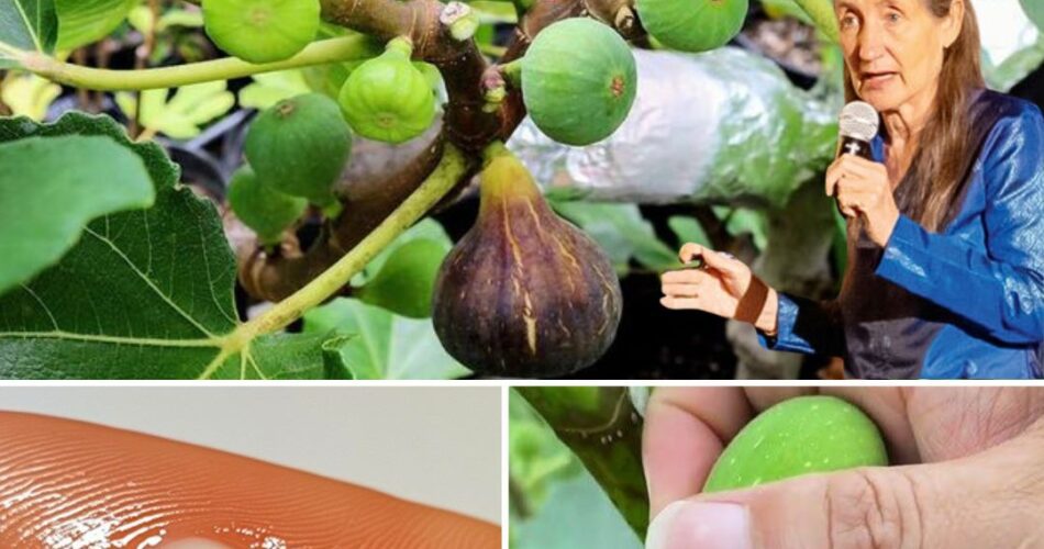 The Amazing Benefits of Fig Sap: Nature’s Hidden Elixir - Dr. Barbara Health