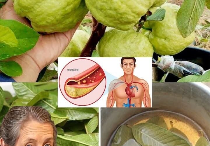 The Benefits of Guava Leaves Tea – A Comprehensive Exploration of ...