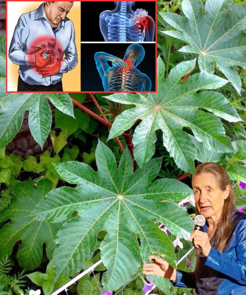 Everything You Need to Know About the Healing Properties of Castor ...