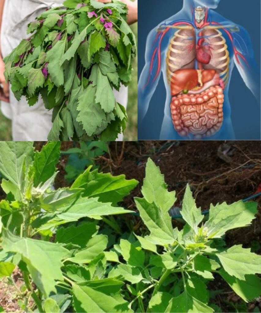 Lamb’s Quarters A Natural Medicine Cabinet for Your Health - Dr ...
