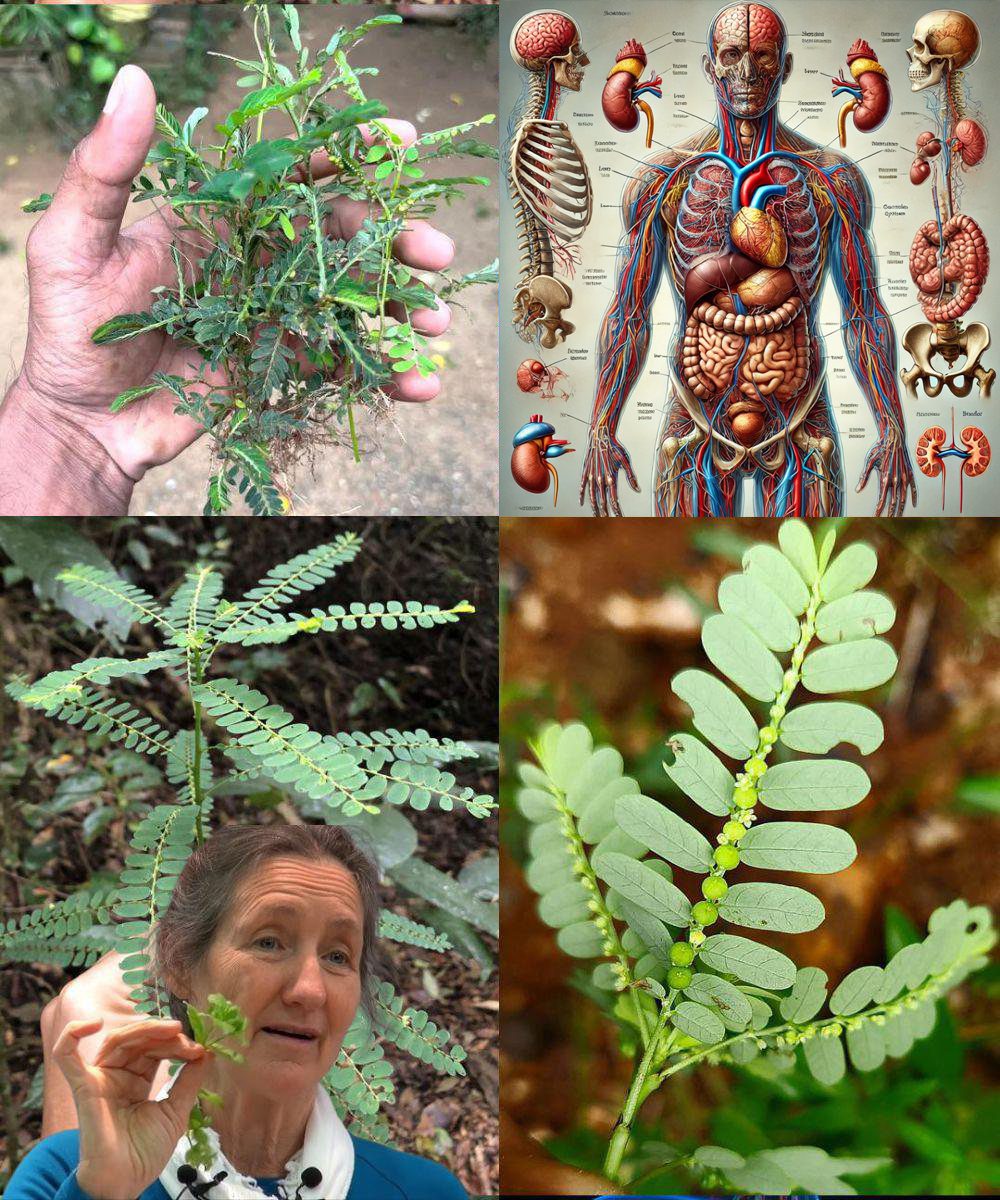 The Stonebreaker Plant (Phyllanthus niruri): Nature’s Natural Remedy ...