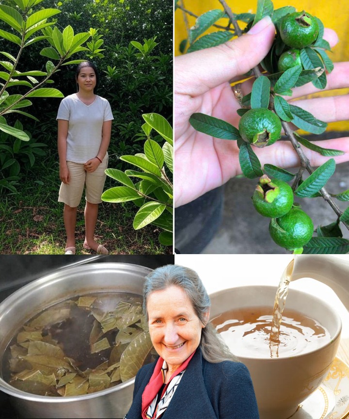 Guava Leaves The Hidden Natural Remedy for Glowing Skin, Luscious Hair ...