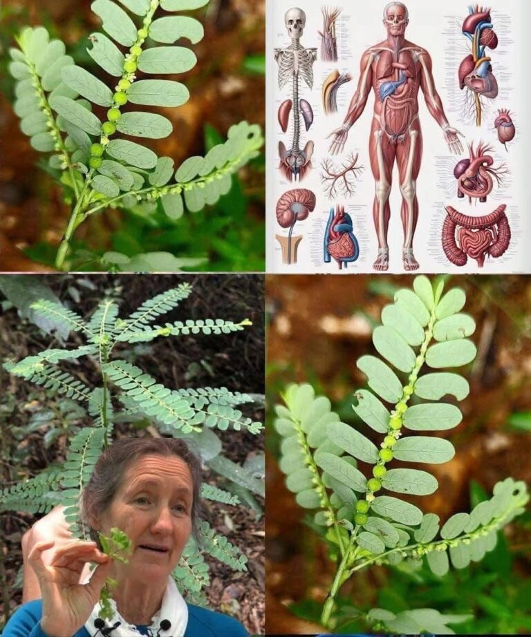 The Healing Benefits of Mimosa Pudica Uses and Medicinal Value - Dr ...