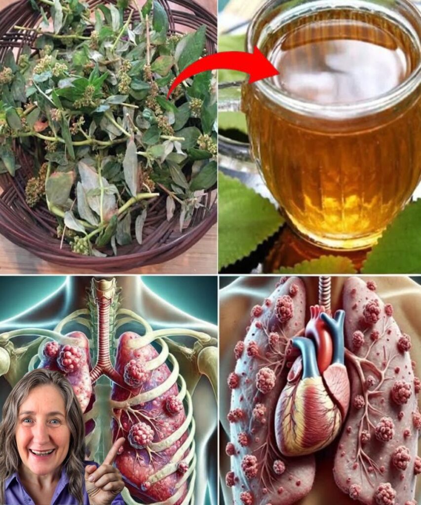 The Health Benefits of Euphorbia Thymifolia Powerful Yet Overlooked ...