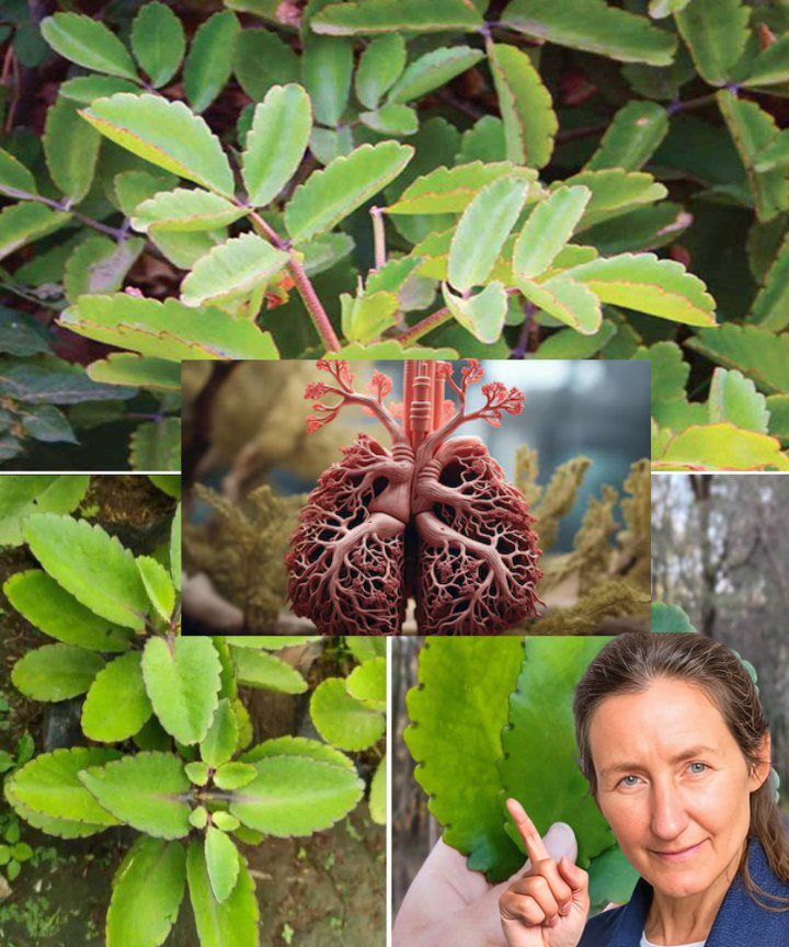 The Miracle Leaf of Life 7 Incredible Health Benefits You Need to Know ...