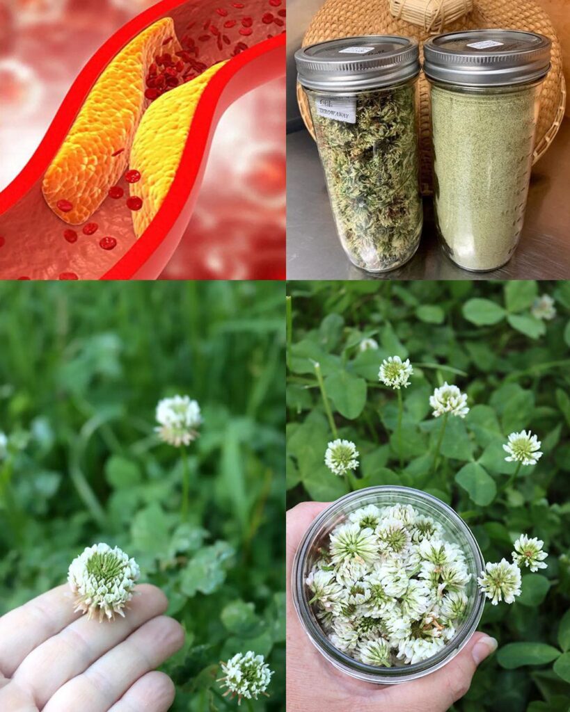 White Clover (Trifolium repens) 15 Benefits and Homemade Uses - Dr. Barbara Health