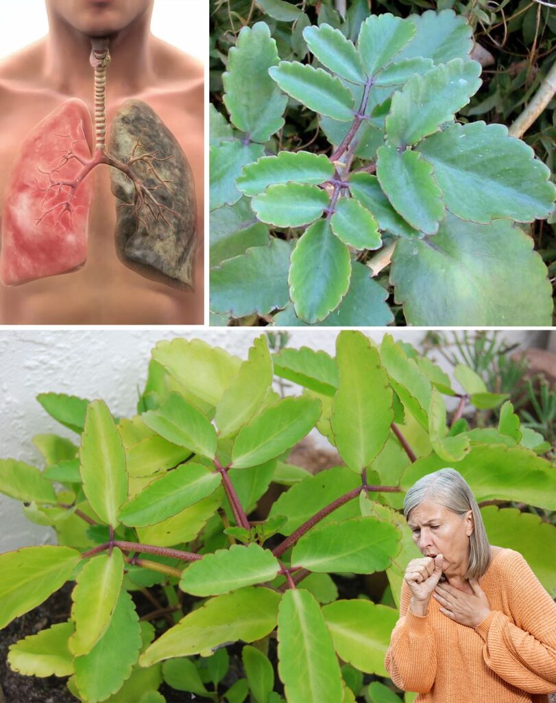 11 Surprising Benefits of The Miracle Leaf of Life! - Dr. Barbara Health