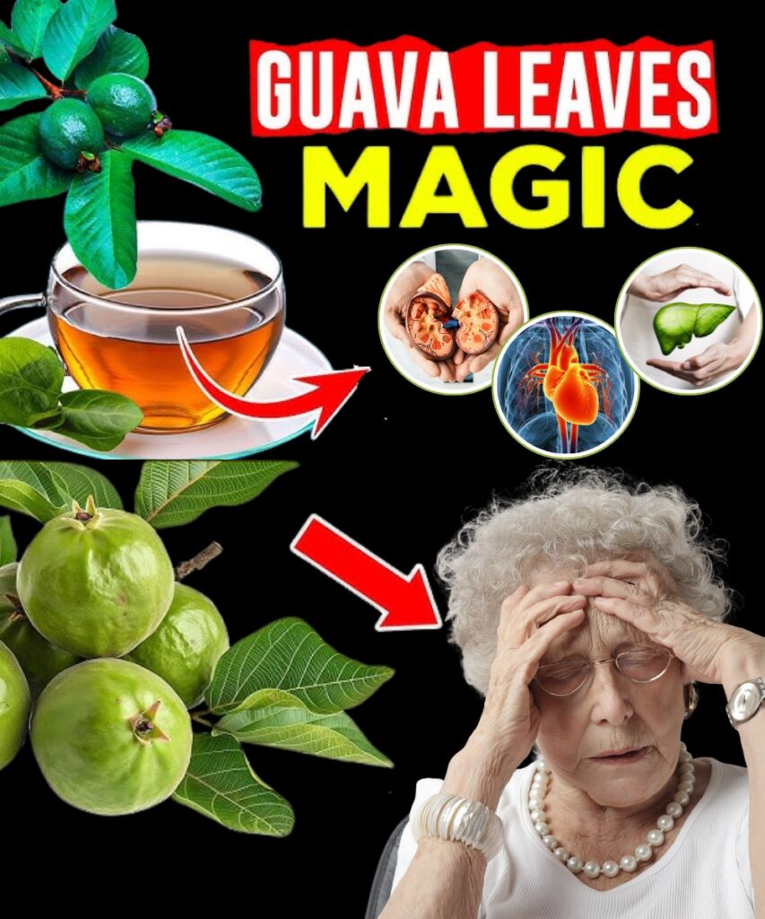 Incredible Benefits of Guava Leaves 11 Reasons To Drink Guava Leaf Tea ...