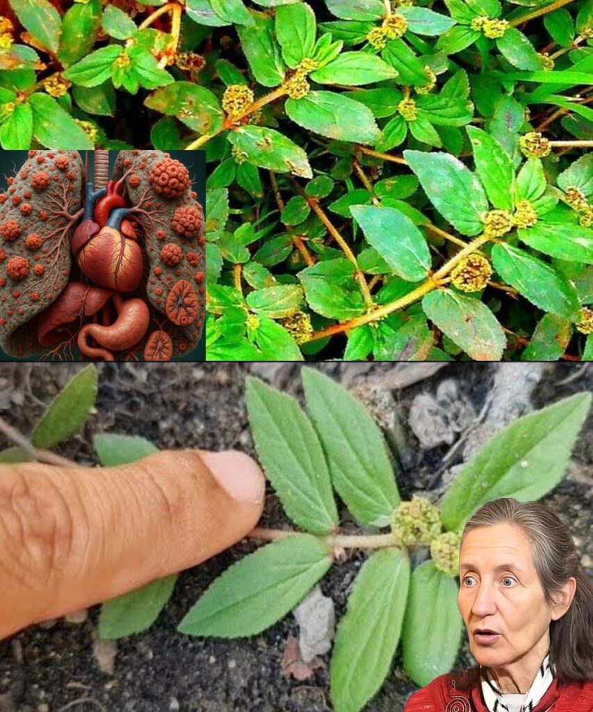 The Health Benefits of Euphorbia Thymifolia A Powerful Yet Overlooked ...