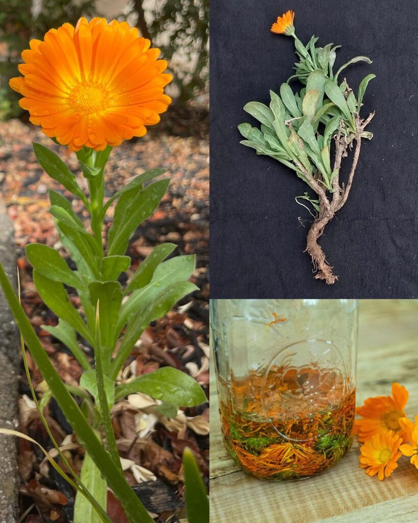 Top 12 Health Benefits of Calendula officinalis - Dr. Barbara Health