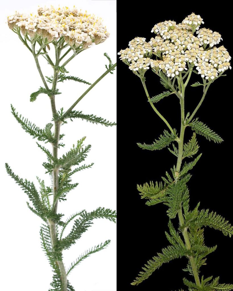 Yarrow Power 30 Amazing Benefits of This Ancient Healing Herb - Dr ...