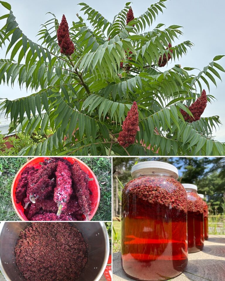 The Amazing Benefits of Sumac and How to Use It - Dr. Barbara Health