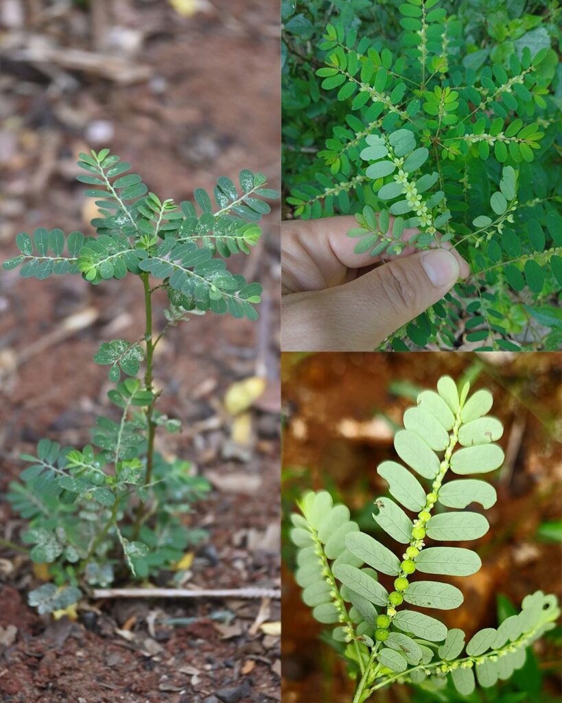 The Stone Breaker Plan Nature’s Remedy for Kidney Stones - Dr. Barbara ...