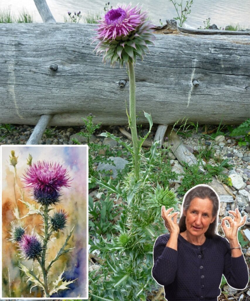 Cardo Toro (Cirsium vulgare) A Wild Plant with Surprising Health ...