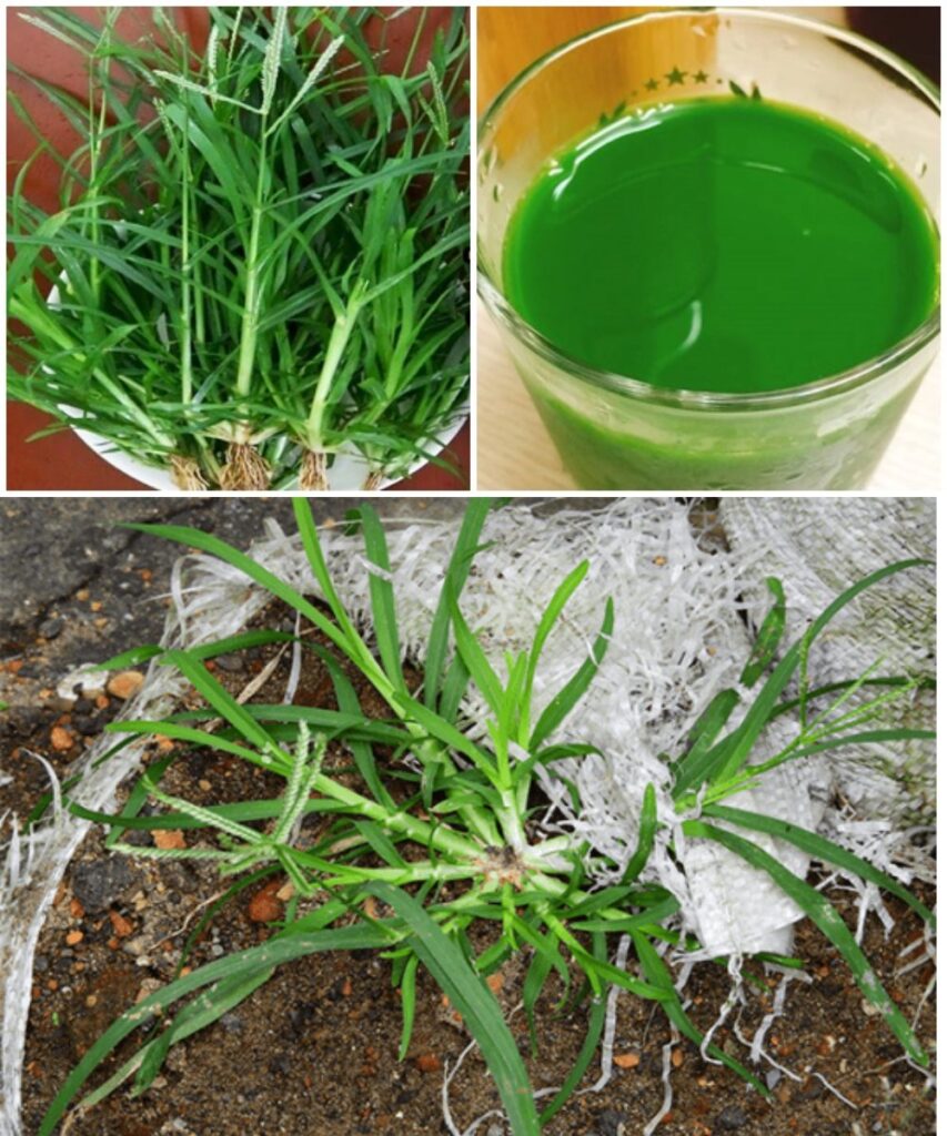Goosegrass (Eleusine Indica) A Humble Herb with Surprising Health ...