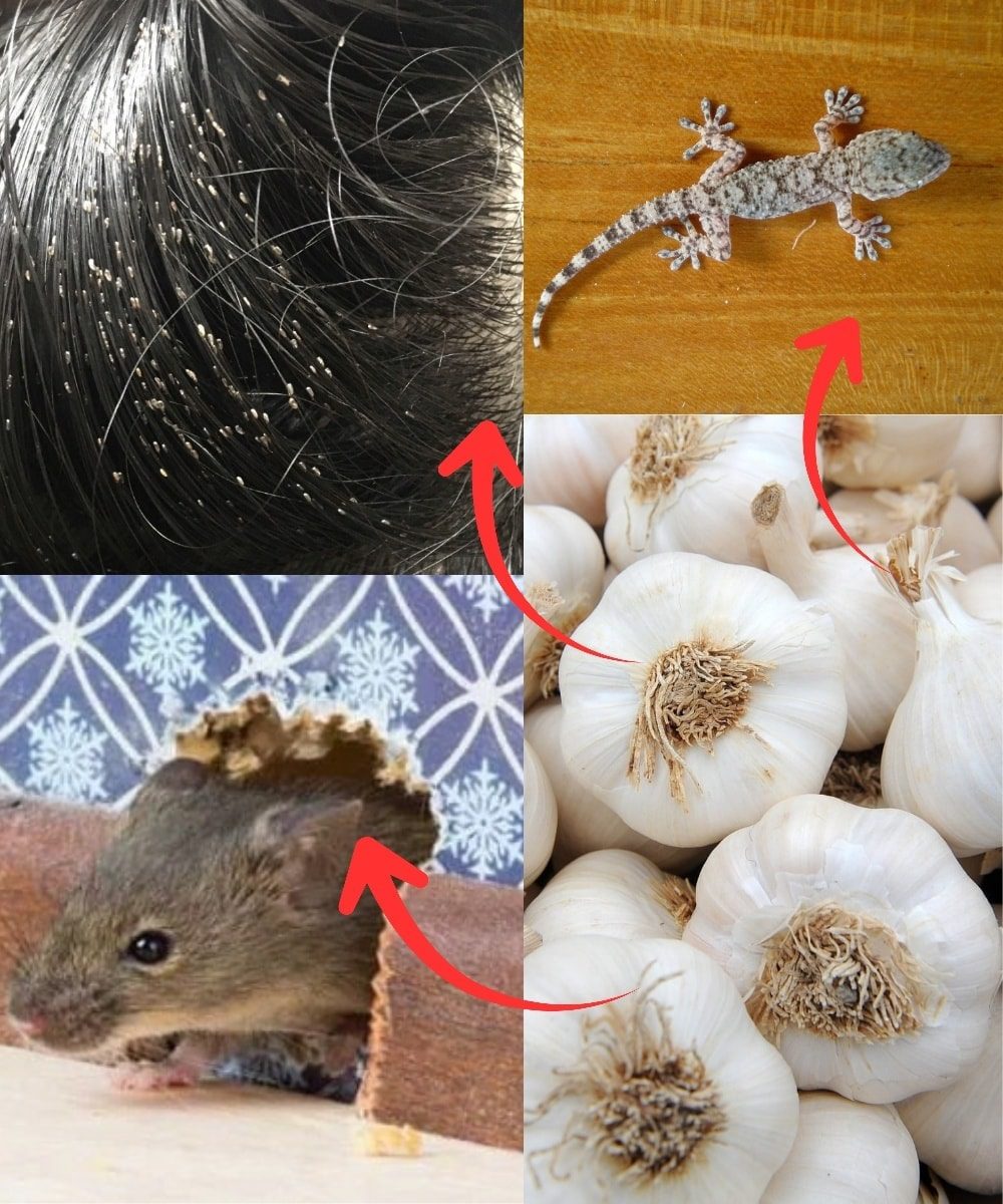 The Most Effective Natural Repellent for Mice and Rats – Safe, Simple ...