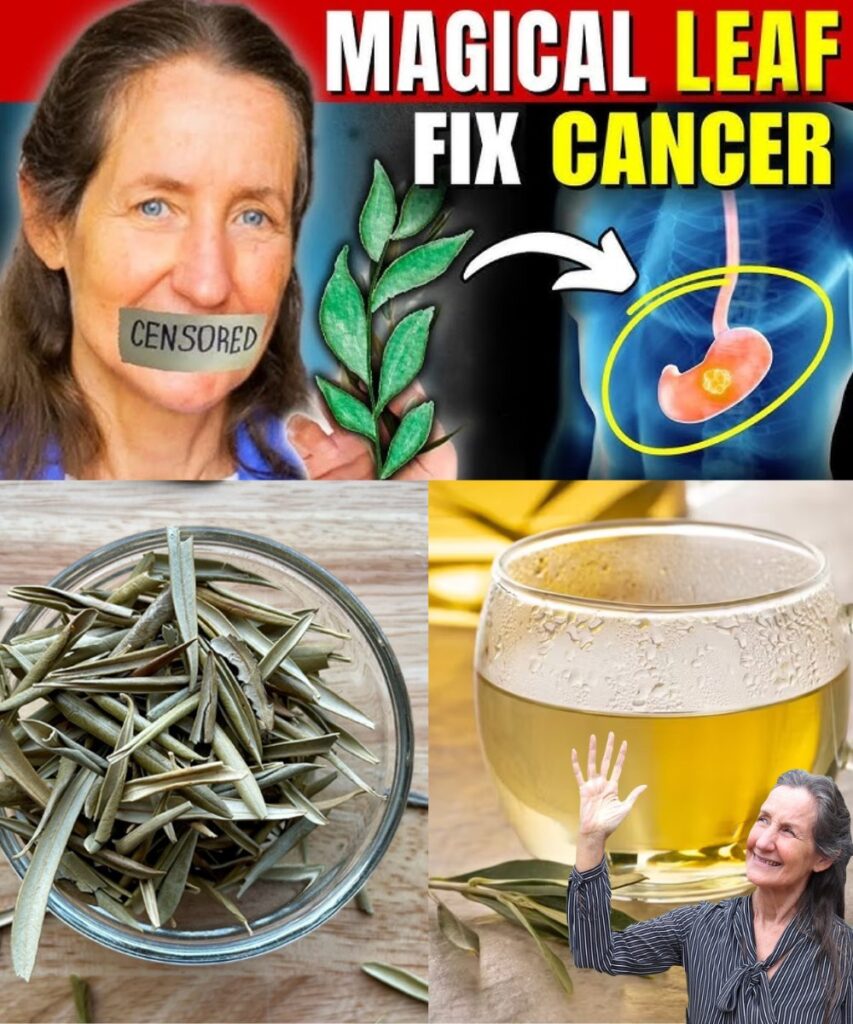 Barbara O’Neill’s Gentle Path to Everyday Wellness - Dr. Barbara Health