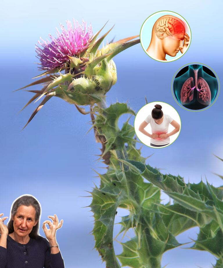Bull Thistle (Cirsium vulgare) A Wild Plant with Surprising Benefits ...