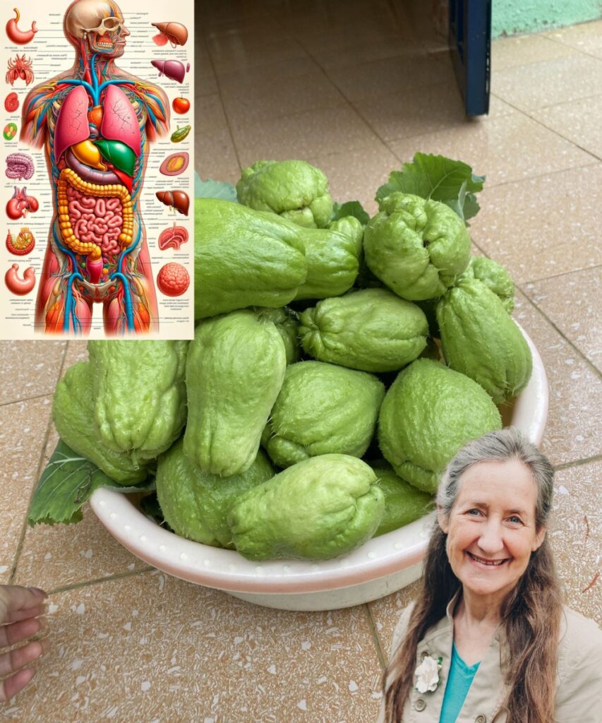 Chayote The Humble Green Squash with Surprising Health Benefits - Dr ...