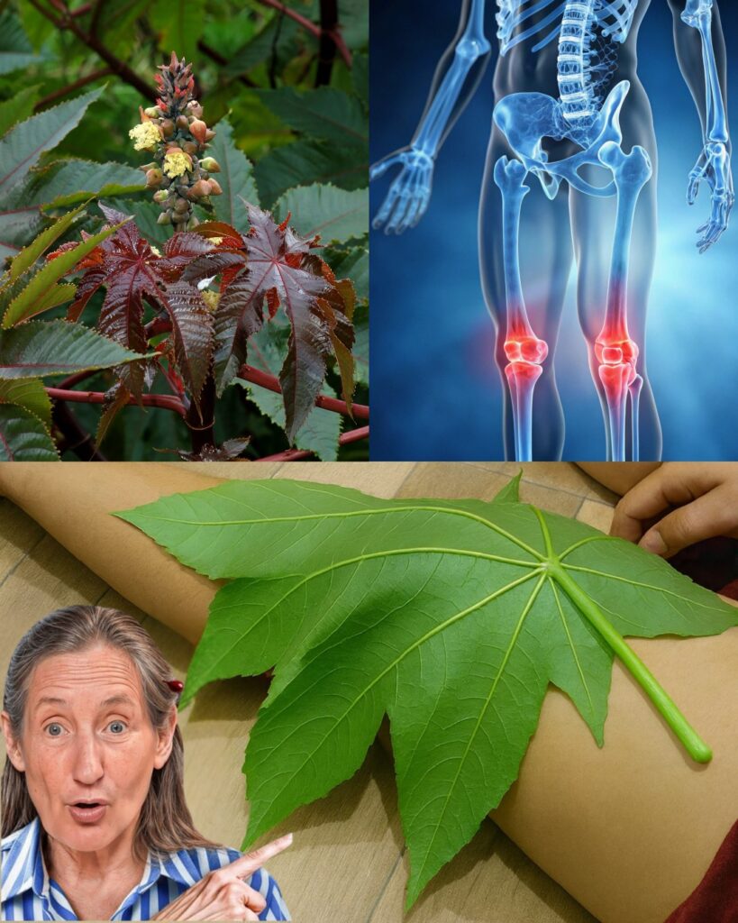Castor’s Forbidden Secret The Leaves and Seeds That Crush Pain, Explode ...