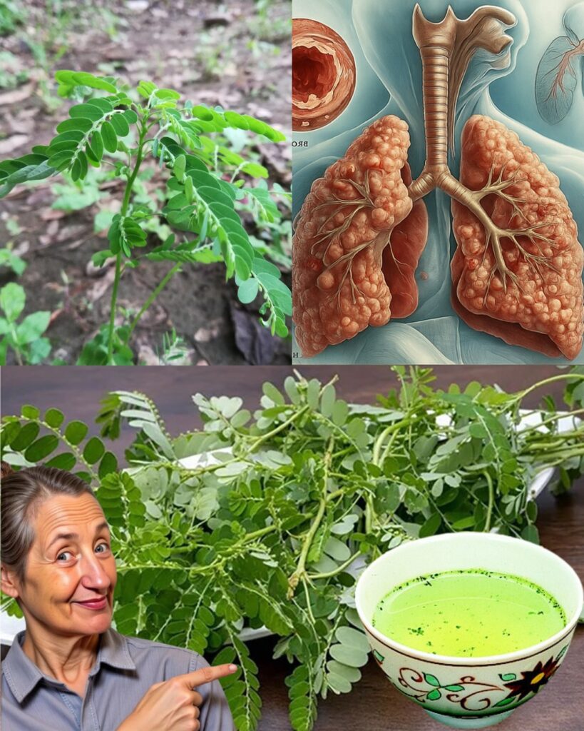 Discover the Hidden Power of Phyllanthus Niruri 13 Life-Changing Health ...