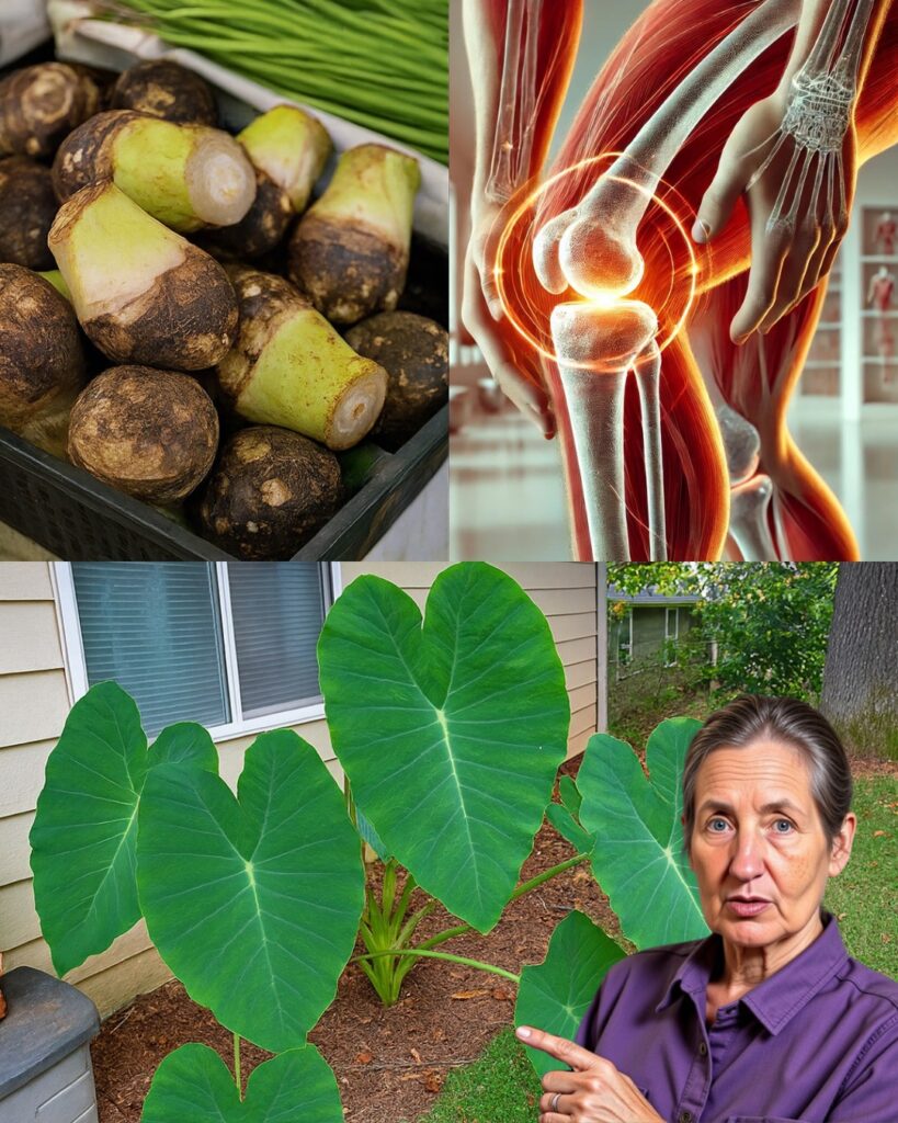 Taro Root The Ancient Superfood Redefining Modern Wellness - Dr ...
