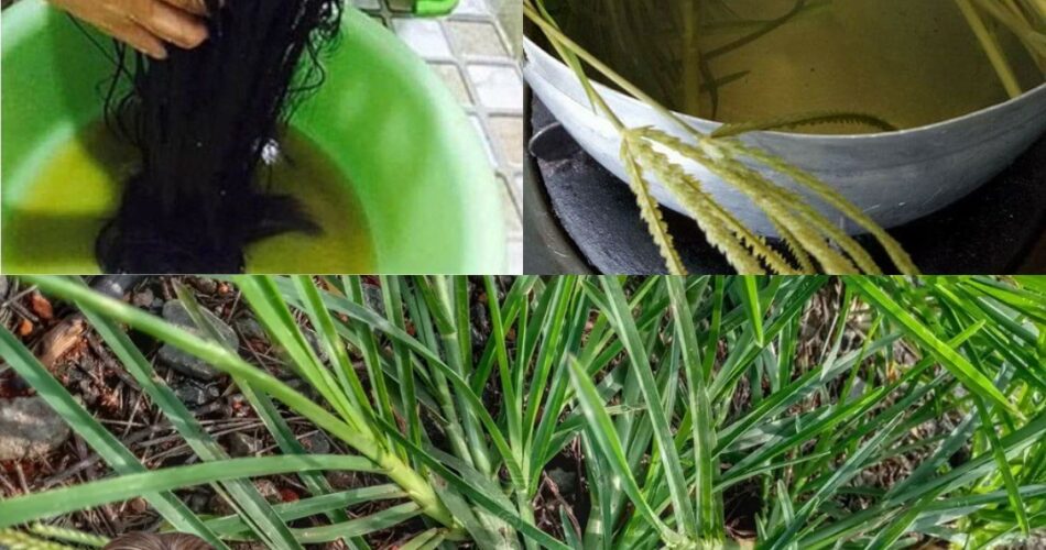 The Forbidden Weed That Could Transform Your Hair: Goosegrass’s Secret ...