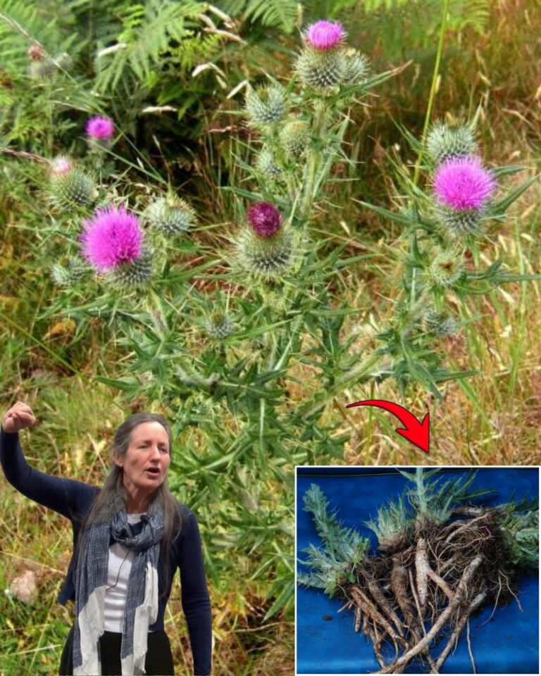 Unlock the Hidden Power of Bull Thistle Root Nature’s Overlooked Healer ...